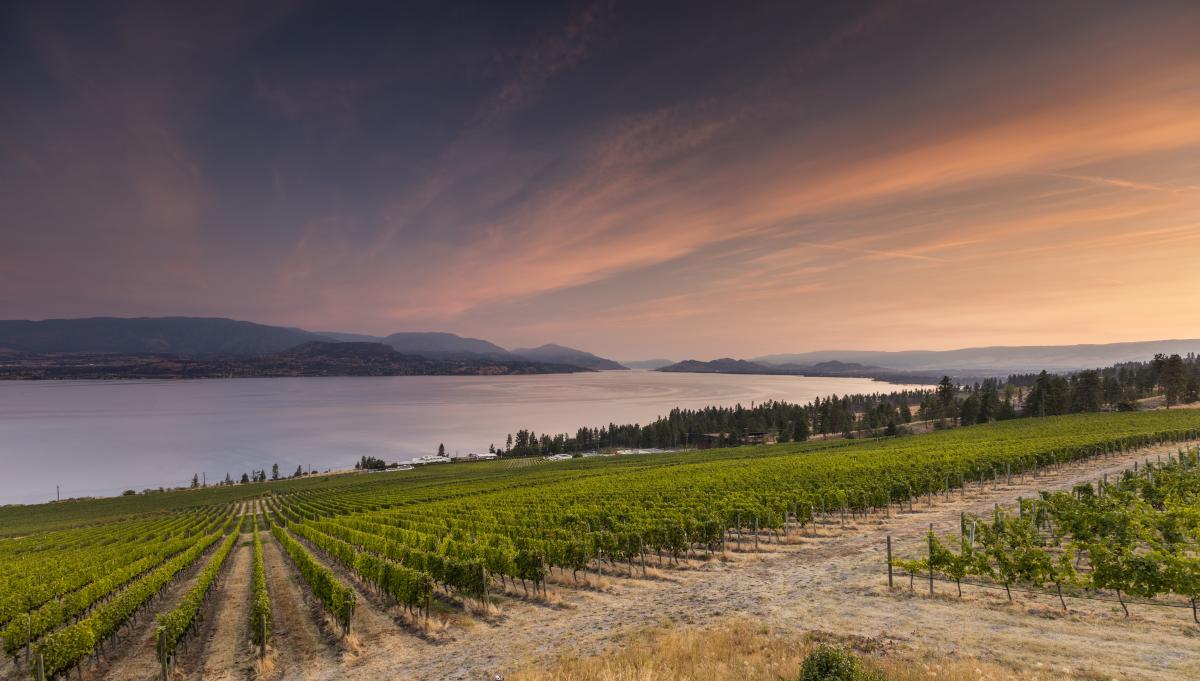 Spring Wine Releases You Can Get Delivered