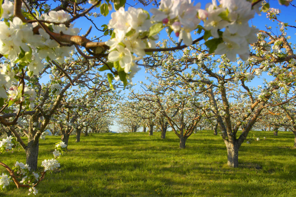 A Spring Babymoon in Kelowna