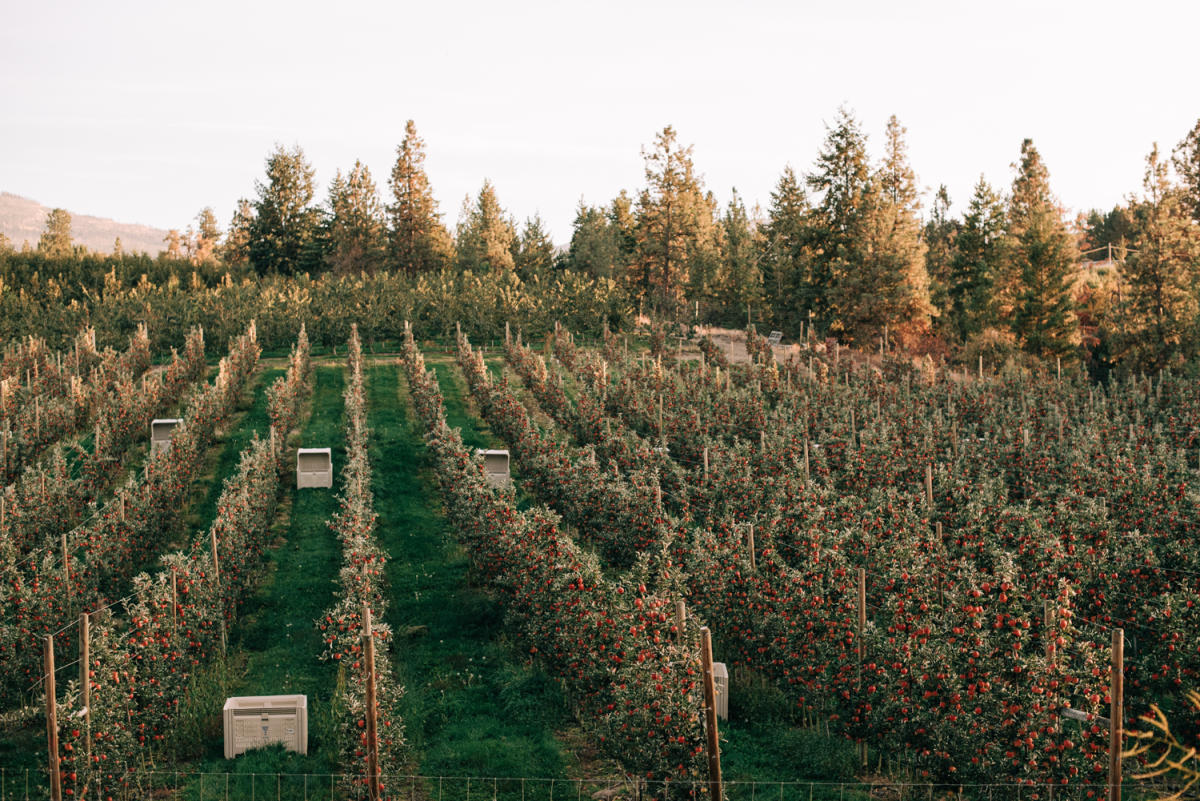 Thanksgiving in Kelowna | Harvest and Fall Colours