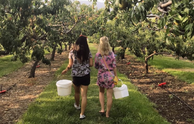 cherry picking kelowna