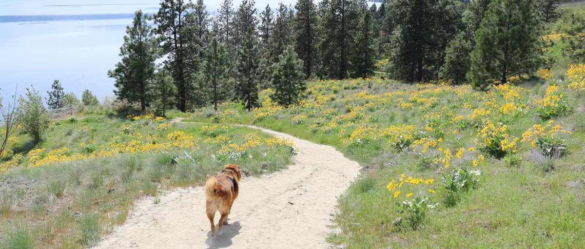 Dog Friendly Wineries | Wesla Wong & Duane English