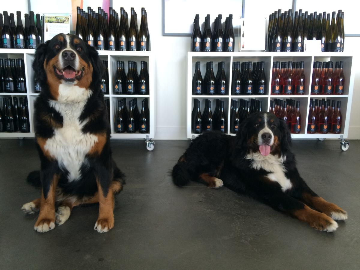 Dog Friendly Winery Event: Kelowna's Unleashed