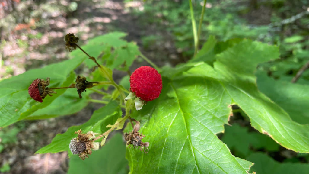 Thimbleberries Keweenaw Michigan
