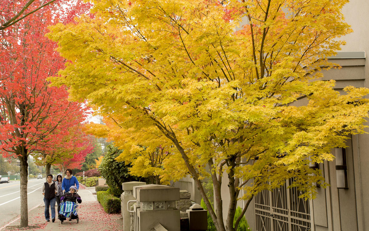 Fall Activities in Kirkland, WA | Parks, Hiking Trails, Coffee Shops