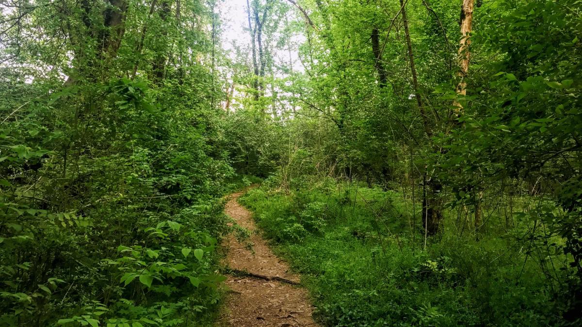 Family-Friendly Hikes in Knoxville | Trails for Small Kids