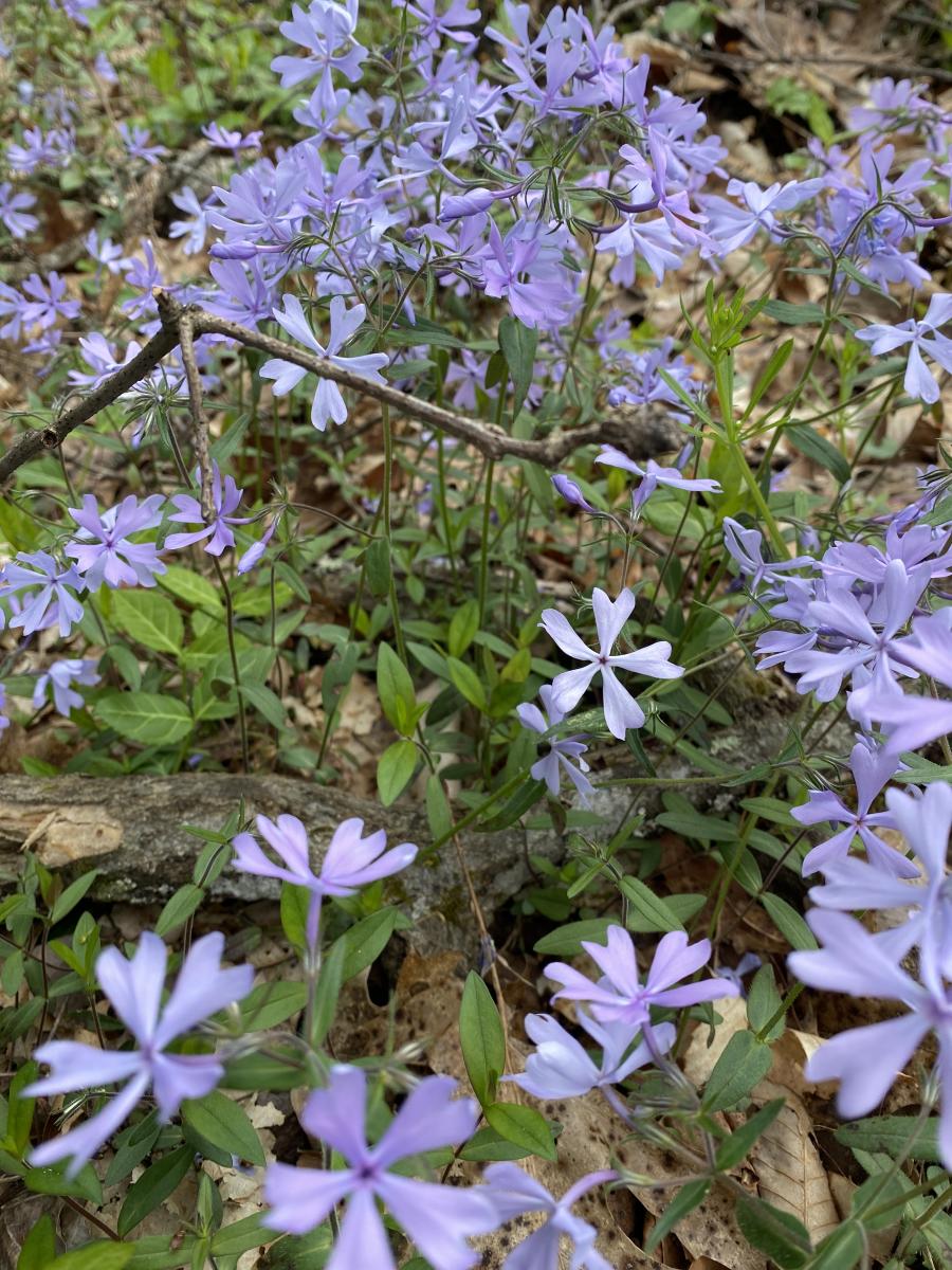 Places to Find Wildflowers | Visit Knoxville