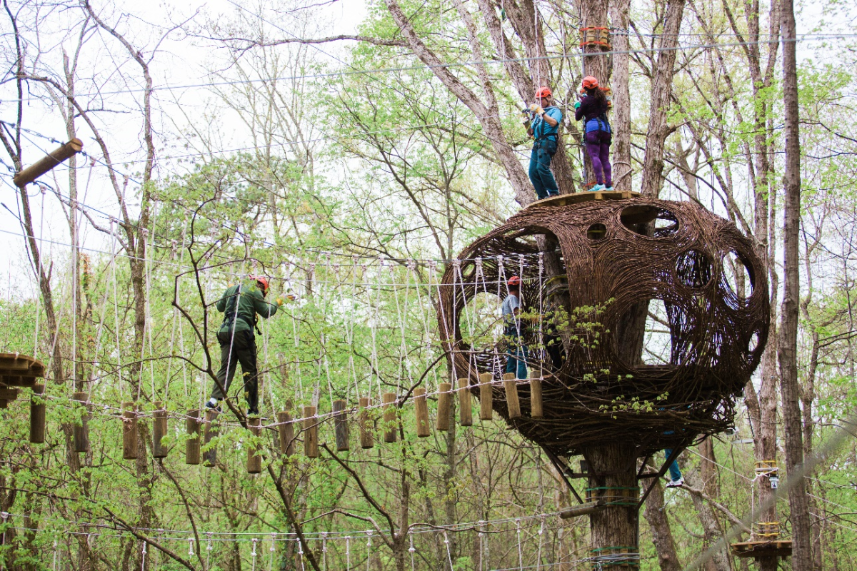 Explore Nature From the Treetops