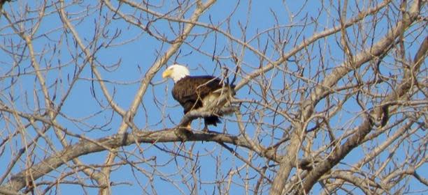 The Best Places to Watch Bald Eagles