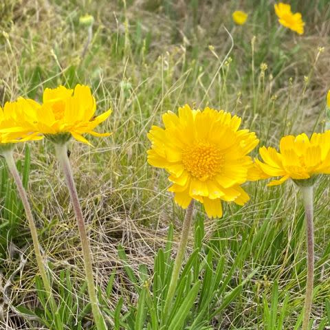 Beauty from Stone: The Story of the Lakeside Daisy
