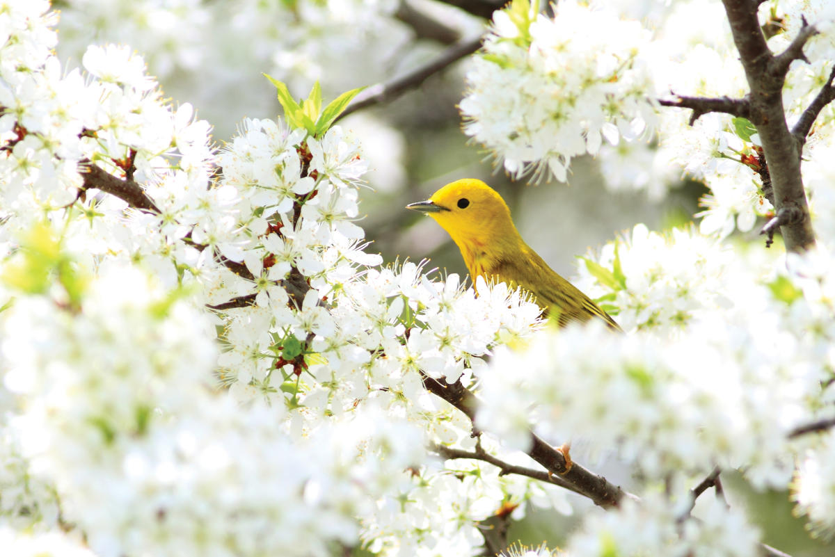 Things to Do in Spring | Shores & Islands Ohio