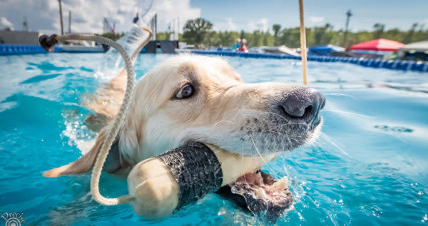 DockDogs Competition Comes to Sandusky