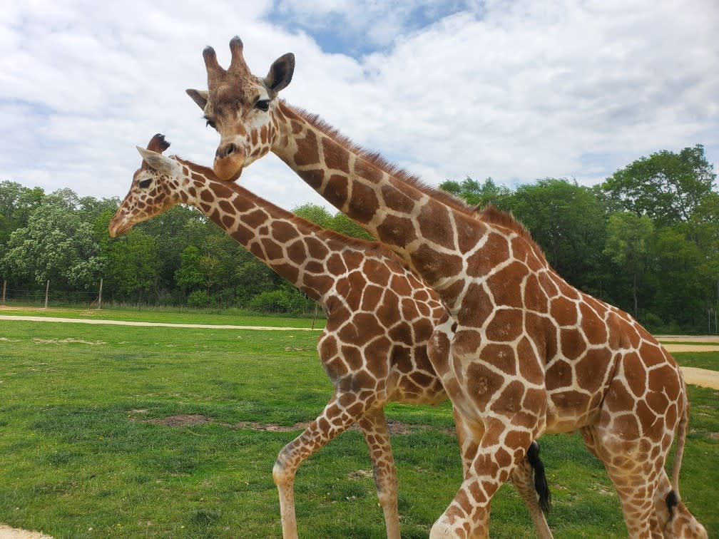 Animal Experiences in Lake Geneva, Wisconsin