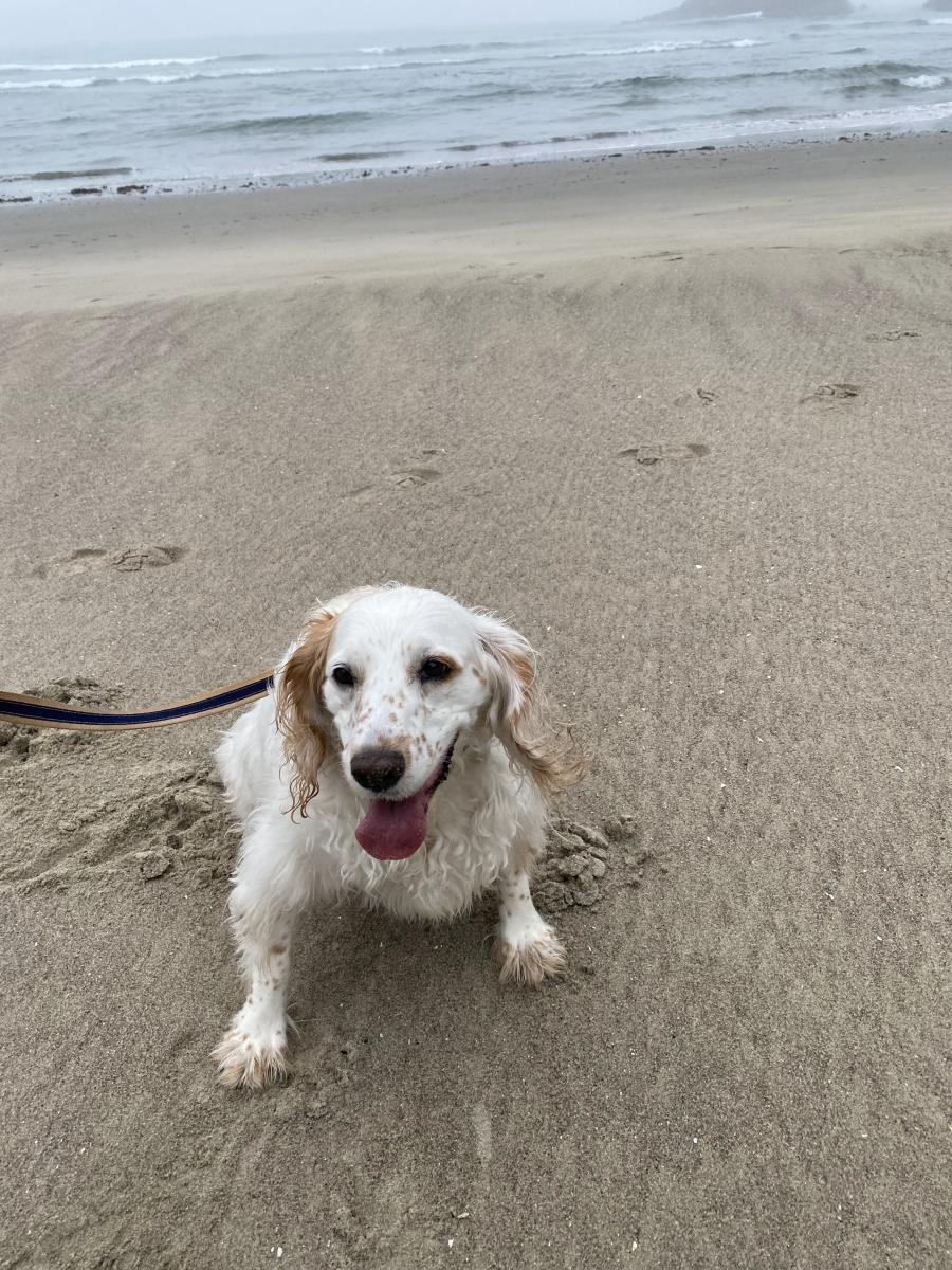 Dog-friendly Adventures | Eugene, Cascades & Oregon Coast