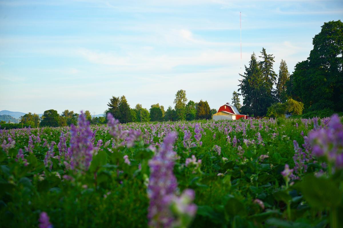 Willamette Valley Oregon | Eugene, Cascades & Coast
