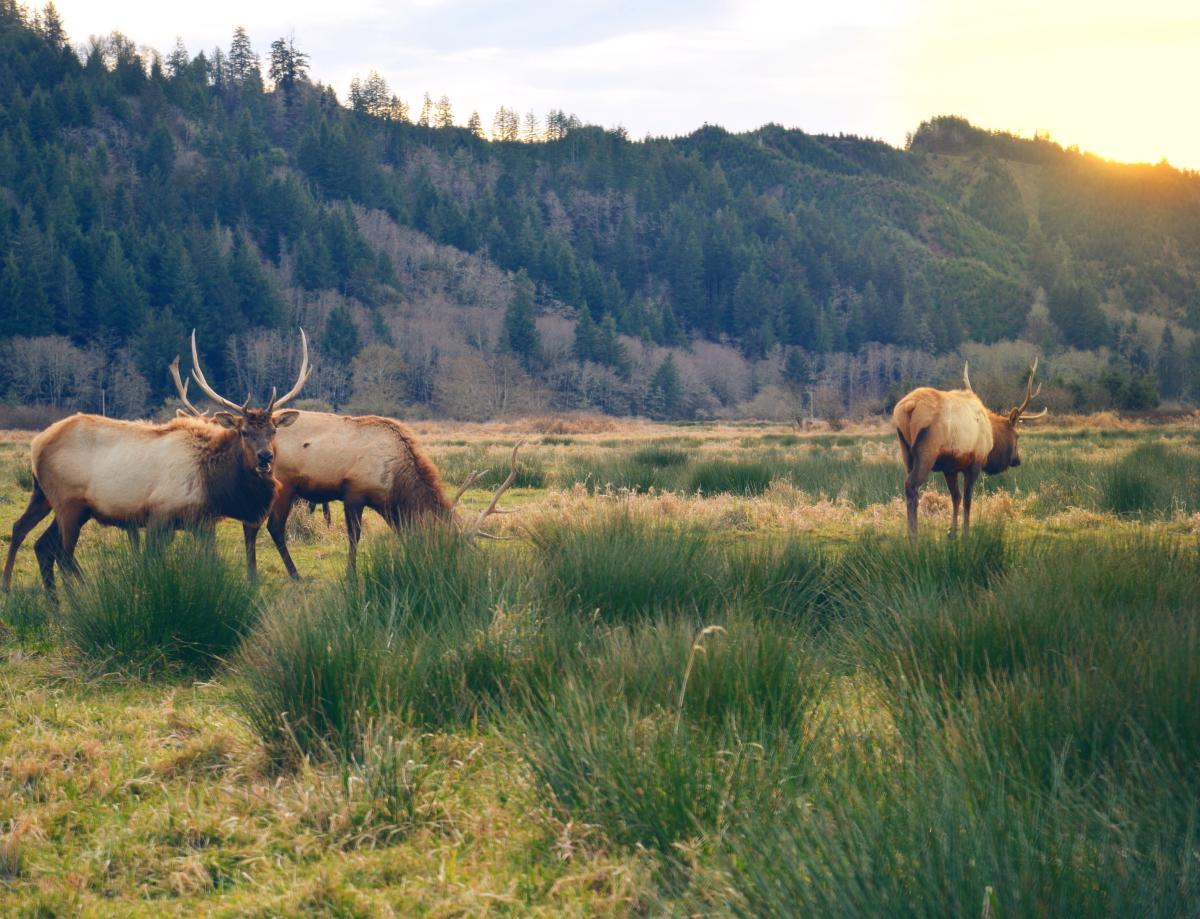 Animal Encounters | Birding | Eugene, Cascades & Oregon Coast
