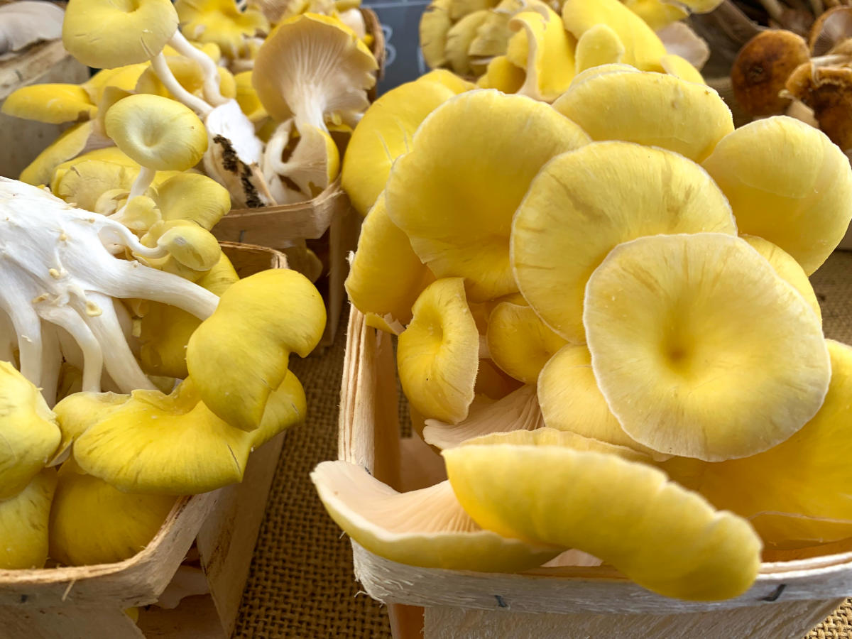 how to cook mushrooms pdf