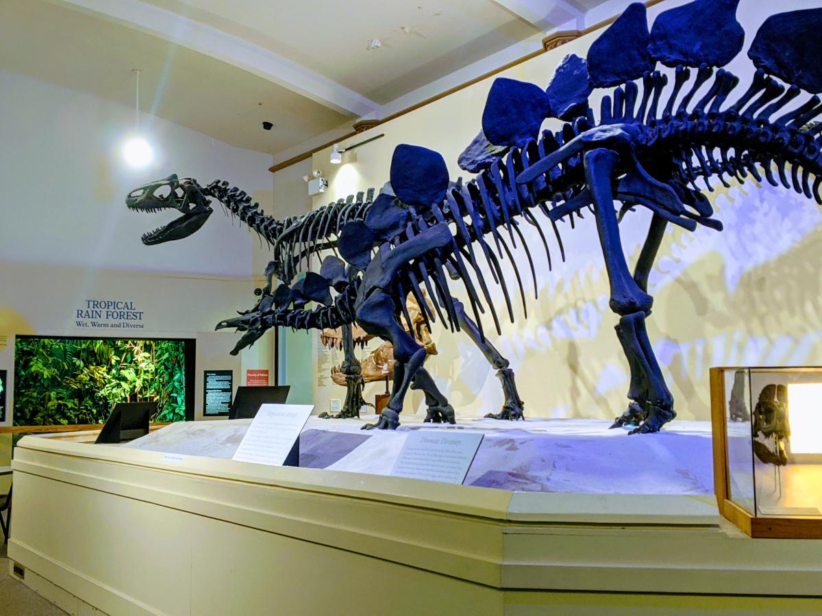 MSU Museum | Lansing, MI