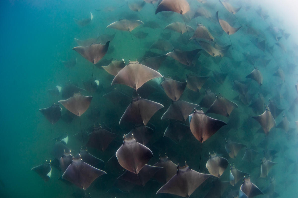 Buceo con mobulas y mantarrayas