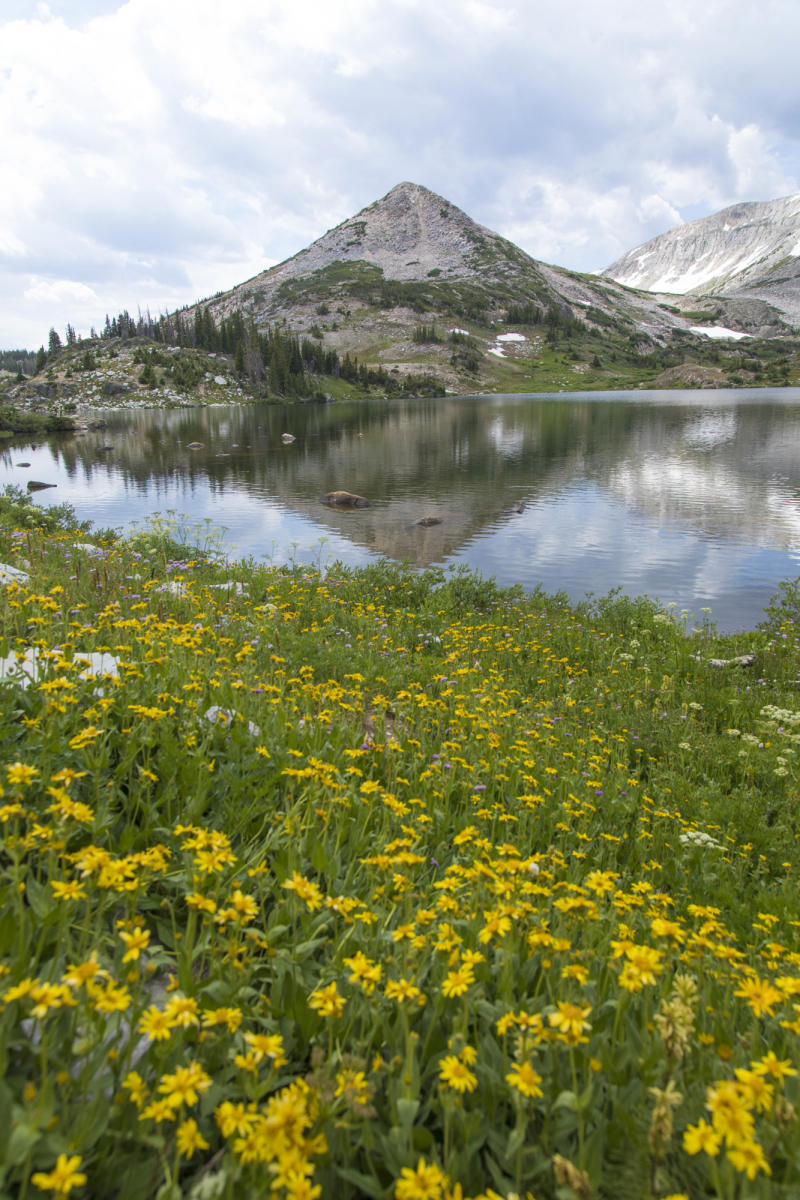 wyoming flower fields