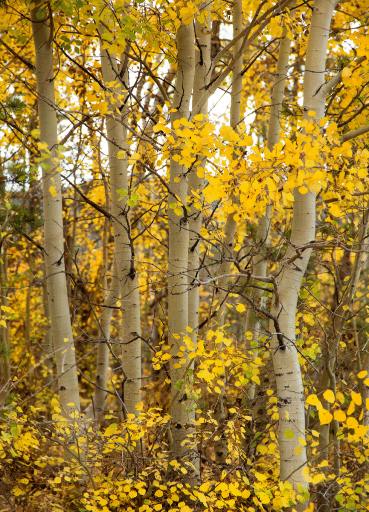 Fall Colors in Wyoming | Laramie Fall Foliage Sightseeing + Tours