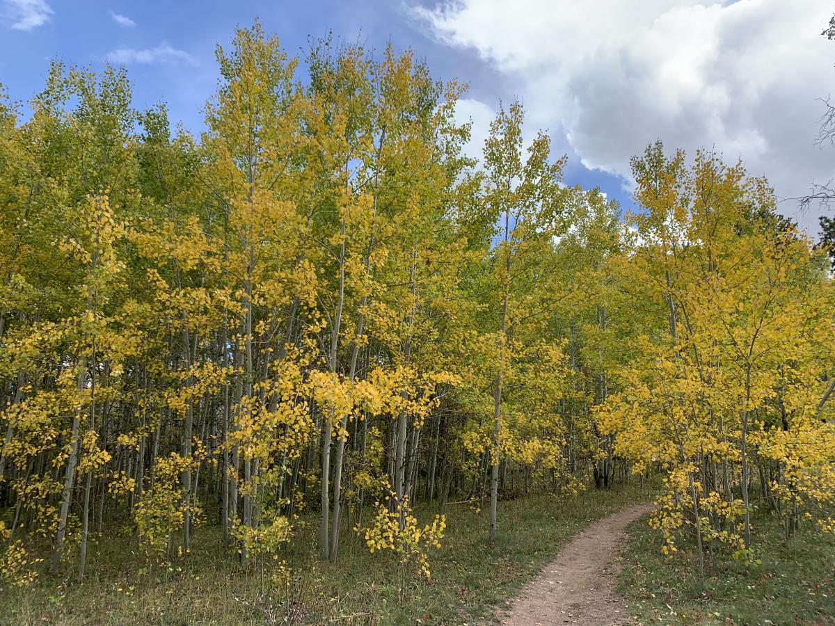 Foxpark, Wyoming | Visit Laramie