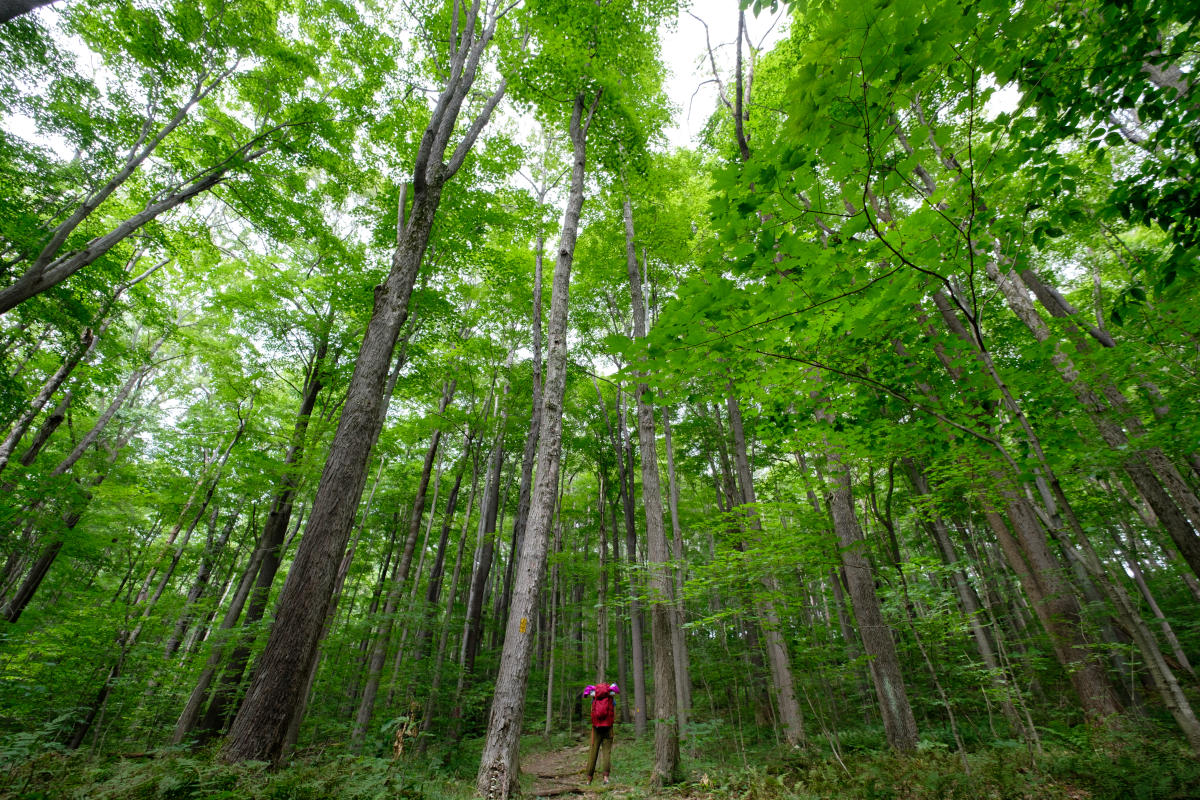 Hiking Trails in Laurel Highlands | Tours, Map & Information