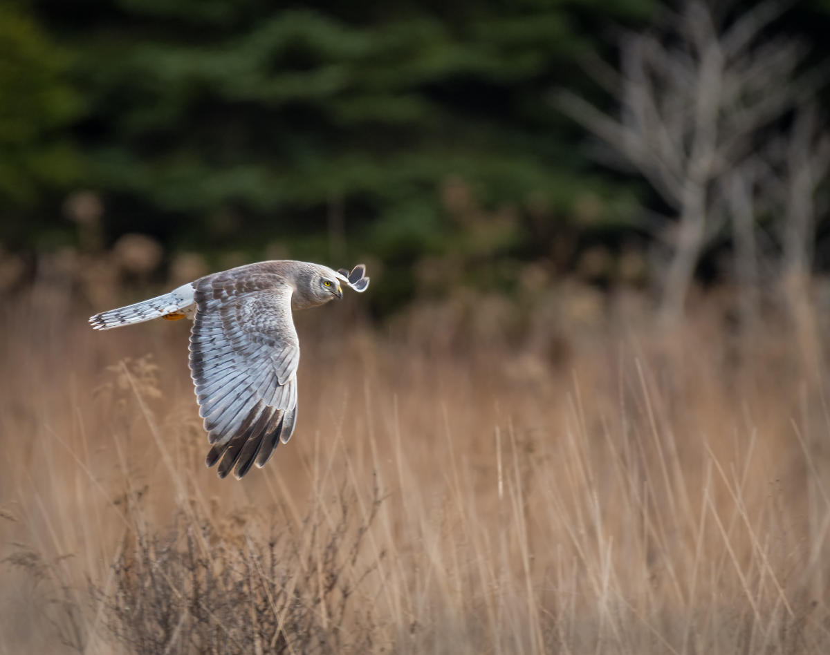 Owl Prowl: Owl Observation at Laurel Hill