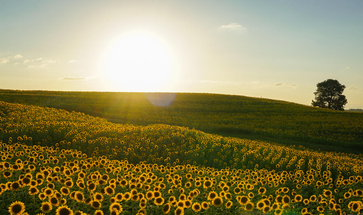 Grinter's Sunflower Farm