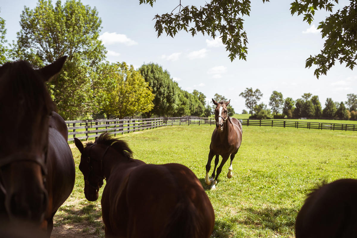 Condé Nast’s Guide to Lexington