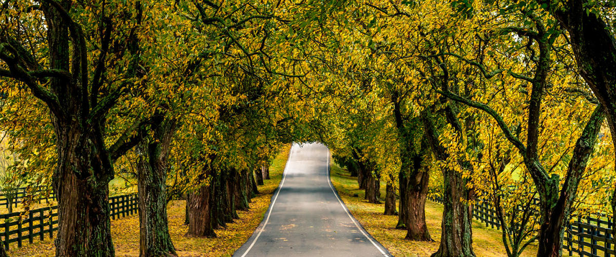 Fall Foliage in Lexington