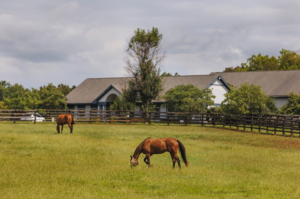 Horse Pocket Guide - Lexington, KY - VisitLEX