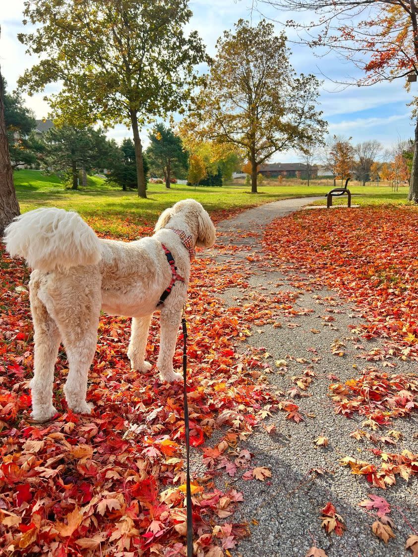 Fido's Favorite Lincoln Spots