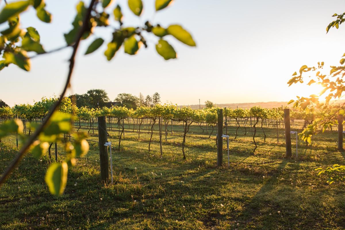 Lincoln Uncorked: Lincoln's Wineries and Vineyards