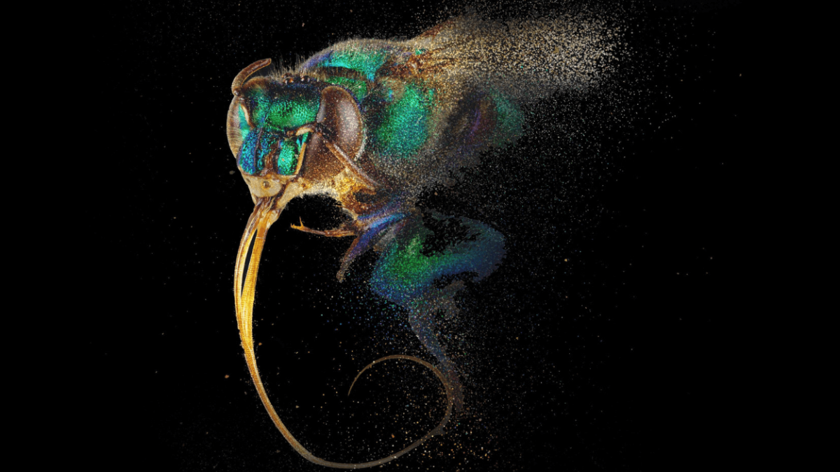 Bees: A Story of Survival comes to World Museum Liverpool | VisitLiverpool