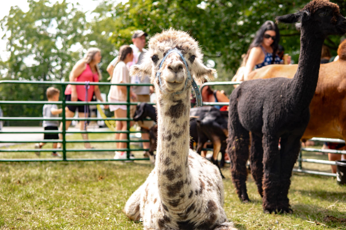 Animal Adventures: Ride, Hike and Play Your Way Through These LivCo Farms