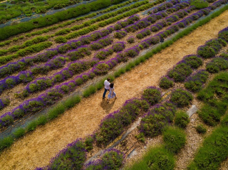 Spring on Long Island: Fields of Bloom and Outdoor Adventures