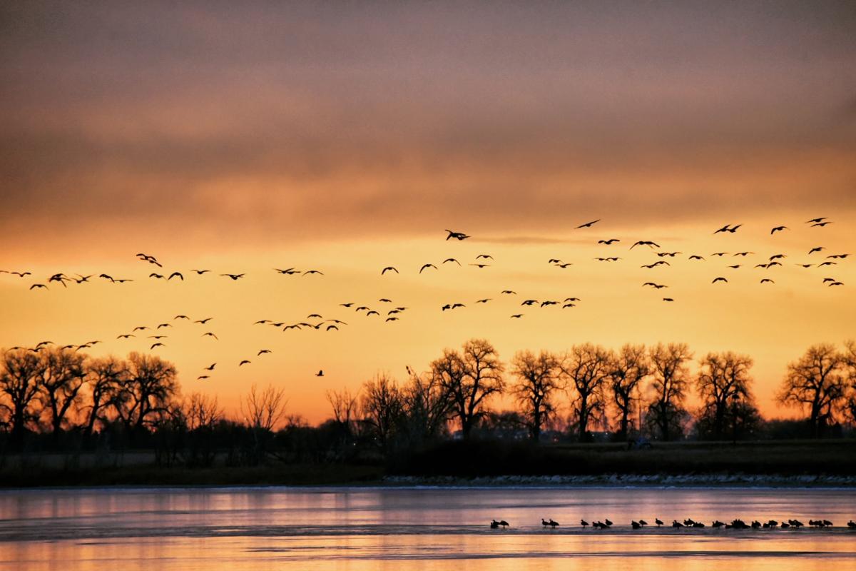 St. Vrain State Park is a Colorado Birding Destination