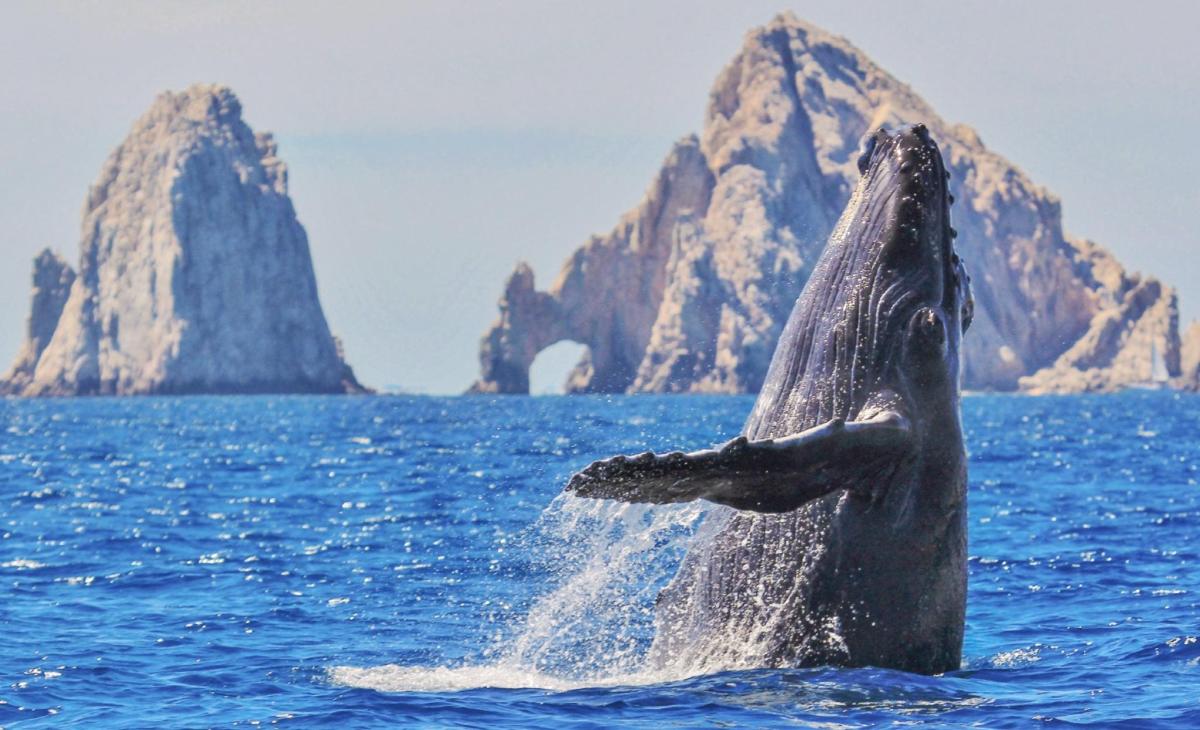 Todo sobre el avistamiento de ballenas | Visita Los Cabos