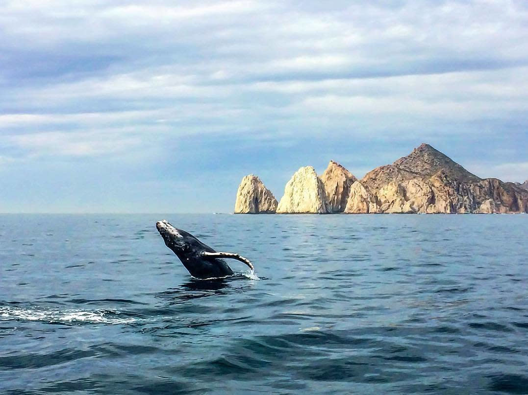 Four Animal Experiences in Cabo That Will Take Your Breath Away