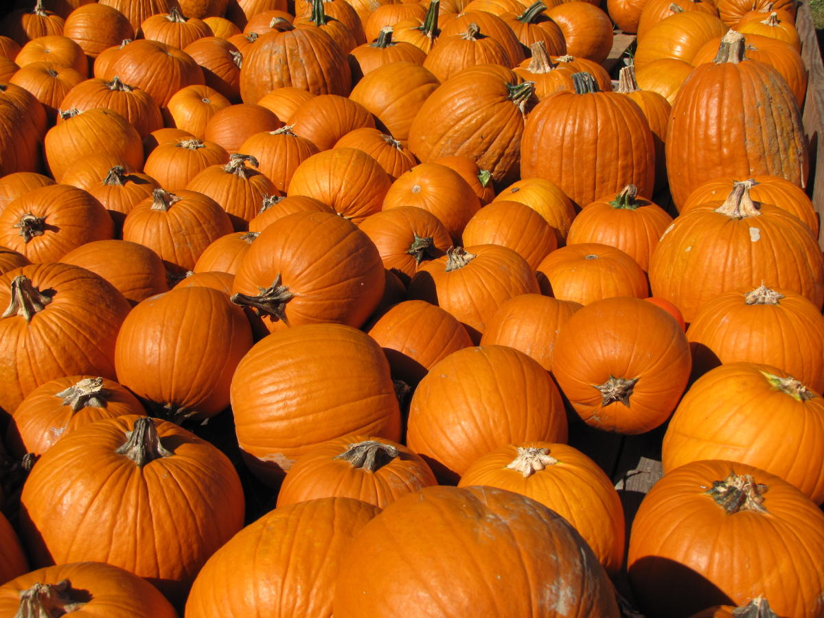 Best Fall Festivals in Loudoun County, Virginia
