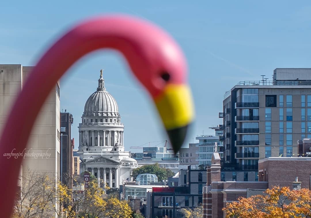 Why Madison, WI is Obsessed With Flamingos | Destination Madison
