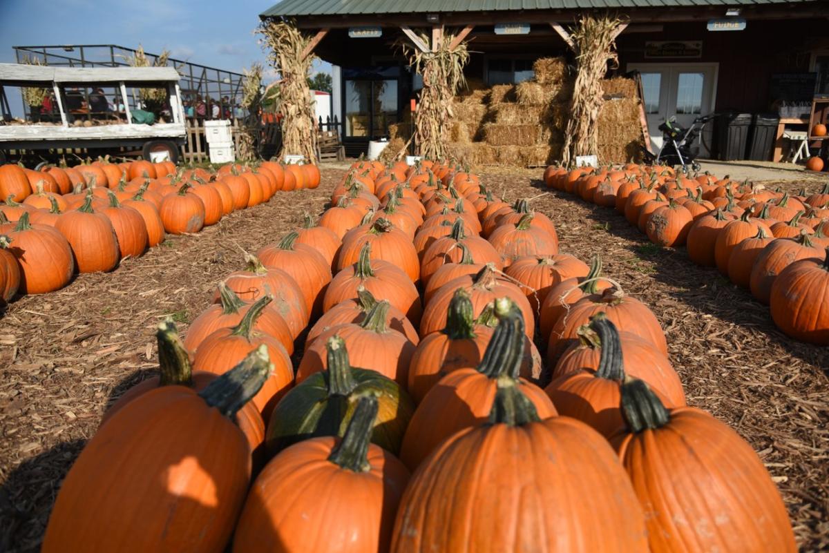 11 Farms for Fall Fun in Madison, WI