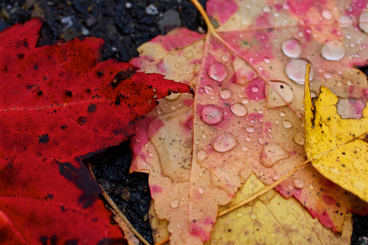 Maine Maple Sugar Houses | Maple Syrup Farms & Producers