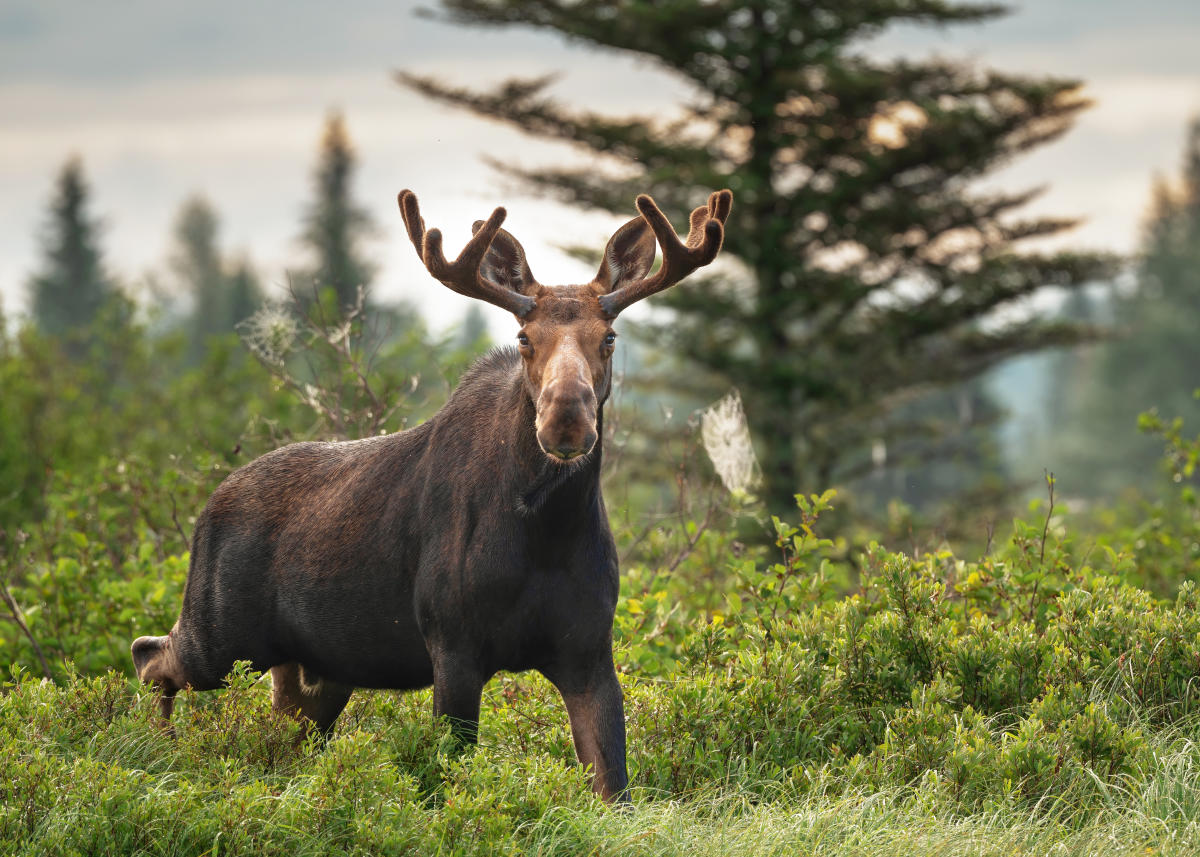 Where To See A Moose In Maine | Parks, Lakes & Tours