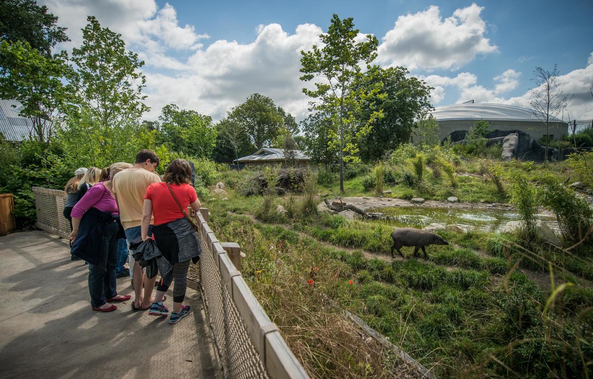 Chester Zoo named England’s most popular attraction outside of London