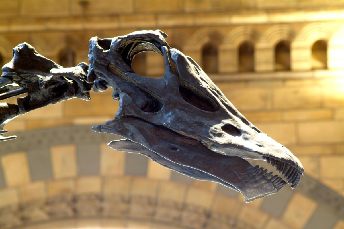 Iconic dinosaur skeleton Dippy the Diplodocus is visiting from London ...