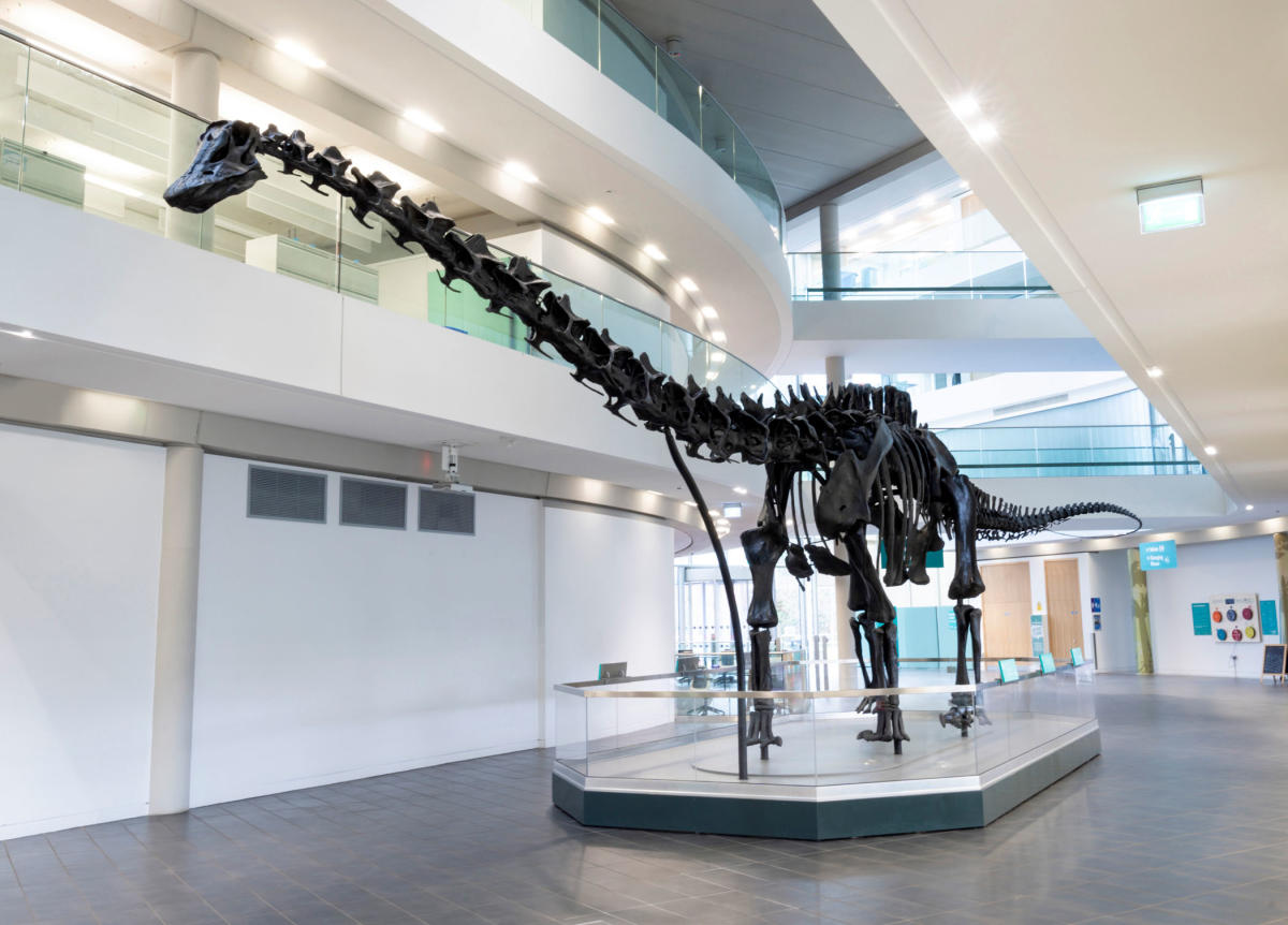 Dippy Virtual Tour Launched