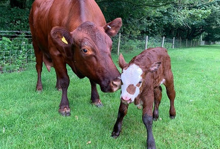 Re-opening is sweet for Tatton Park Farm and Mansion