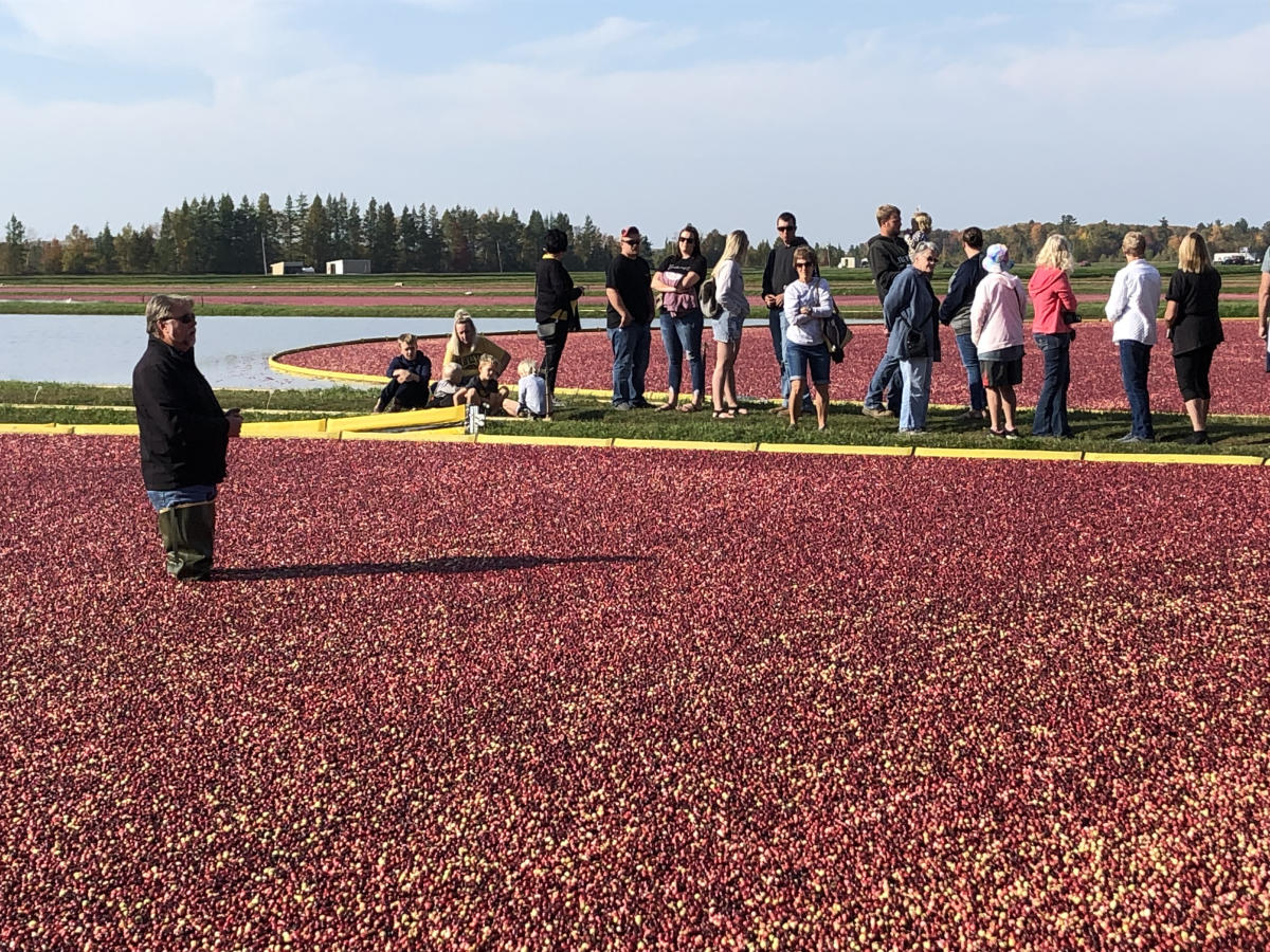 Cranberries - Manitowish Waters