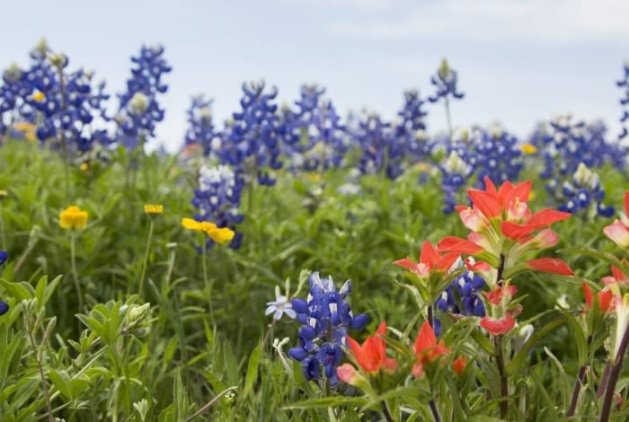 "Bluebonnets, Primroses, and Winecups—Where to Catch Texas’s Wildflower ...